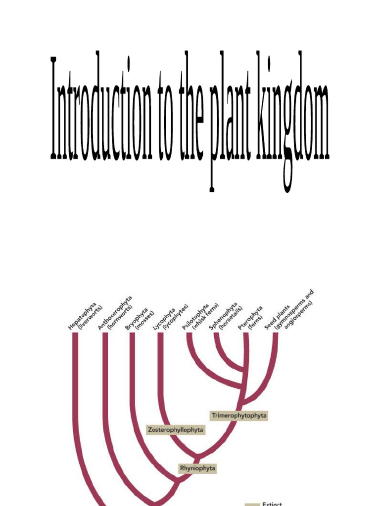 Characteristics and Uses of Kingdom Plantae | PDF | Moss | Fern