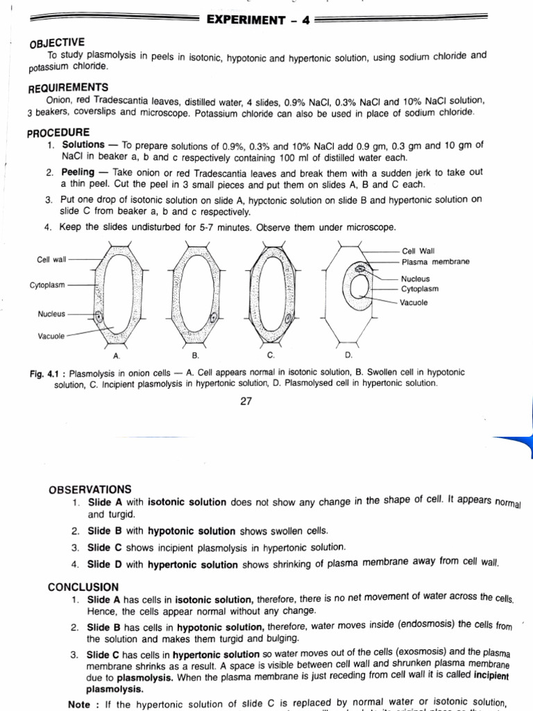 Plasmolysis Study in Onion Cells | PDF | Osmosis | Cell Biology