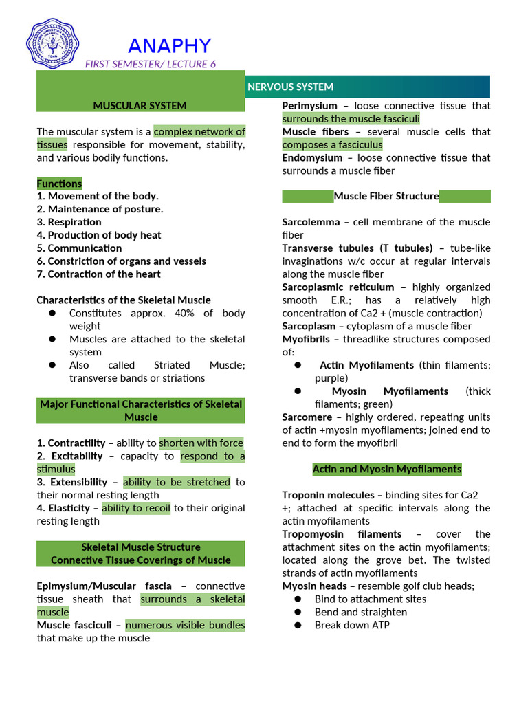 ANAPHY muscularANDnervous) | PDF | Muscle Contraction | Foot