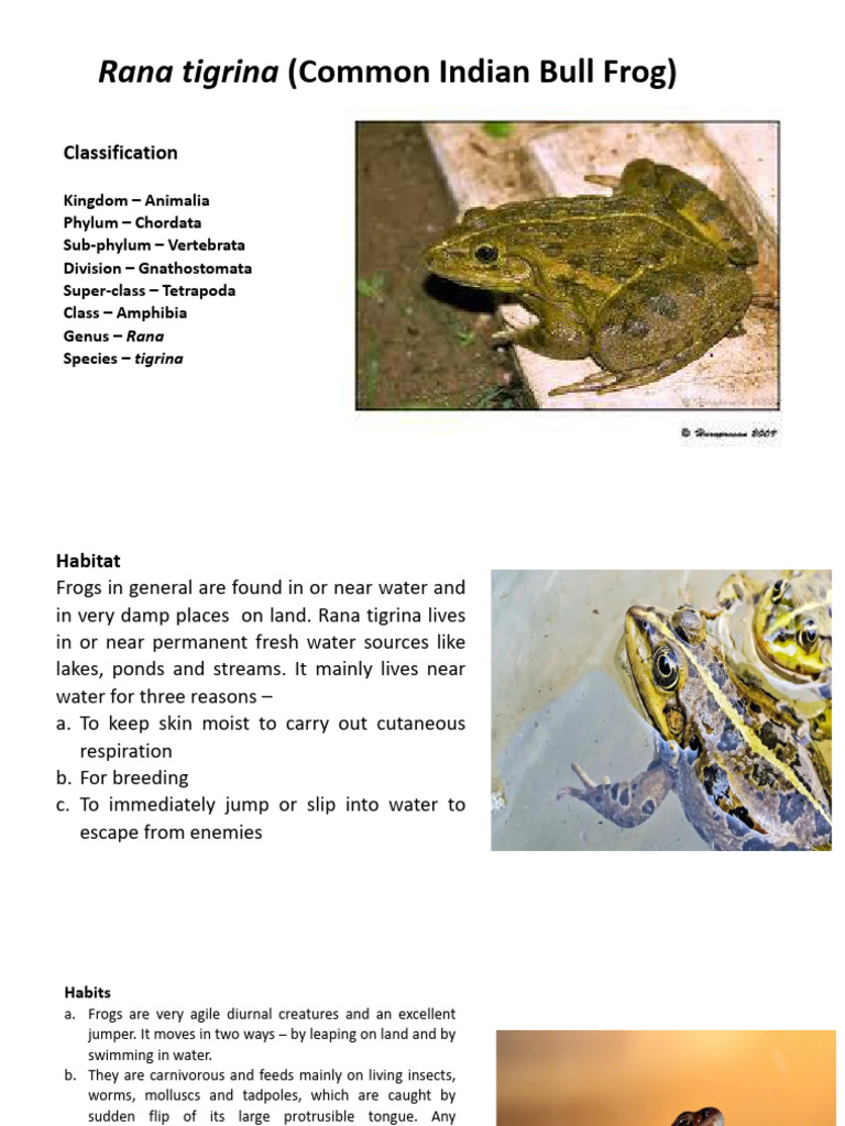 Rana tigrina upto digestive system complete | PDF | Stomach | Pancreas