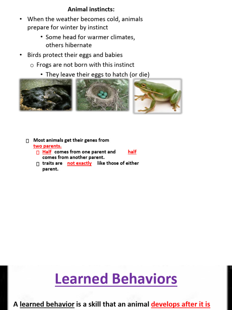 Animal Traits visuals | PDF