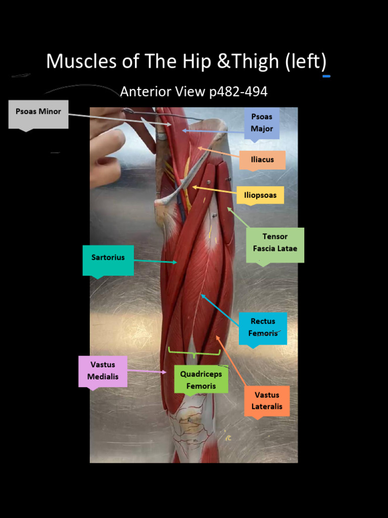 Muscles of The Lower Limb | PDF | Human Leg | Limbs (Anatomy)
