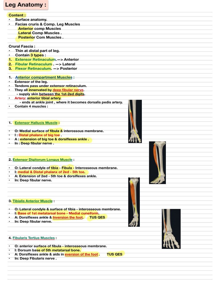 Leg Anatomy | PDF | Human Leg | Foot