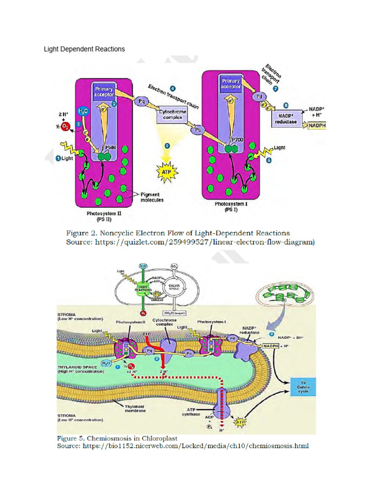 Light Independent Reaction and Calvin Cycle Figures G11 | PDF