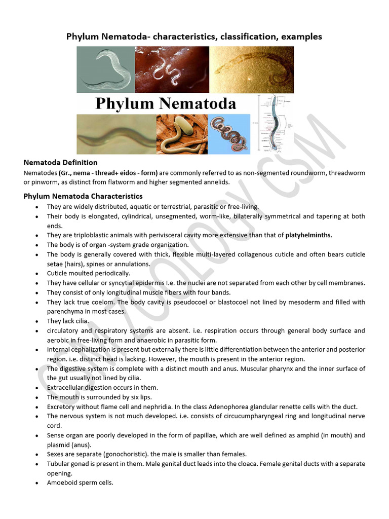 Phylum Nematoda - Characteristics, Classification | PDF | Nematode ...