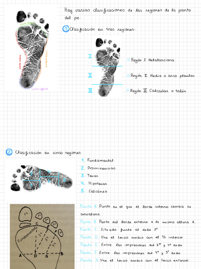 Pelmatoscopia | PDF | Huella dactilar