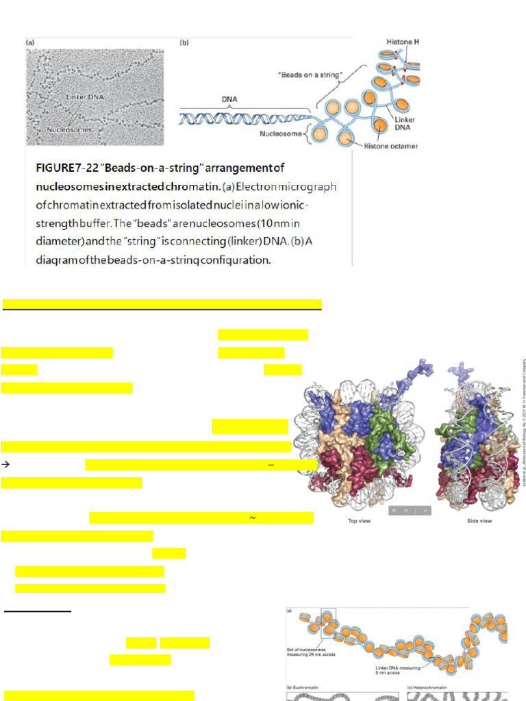 2-Histone Proteins, Chromosomal Packaging Organization-29-07-2024 | PDF ...