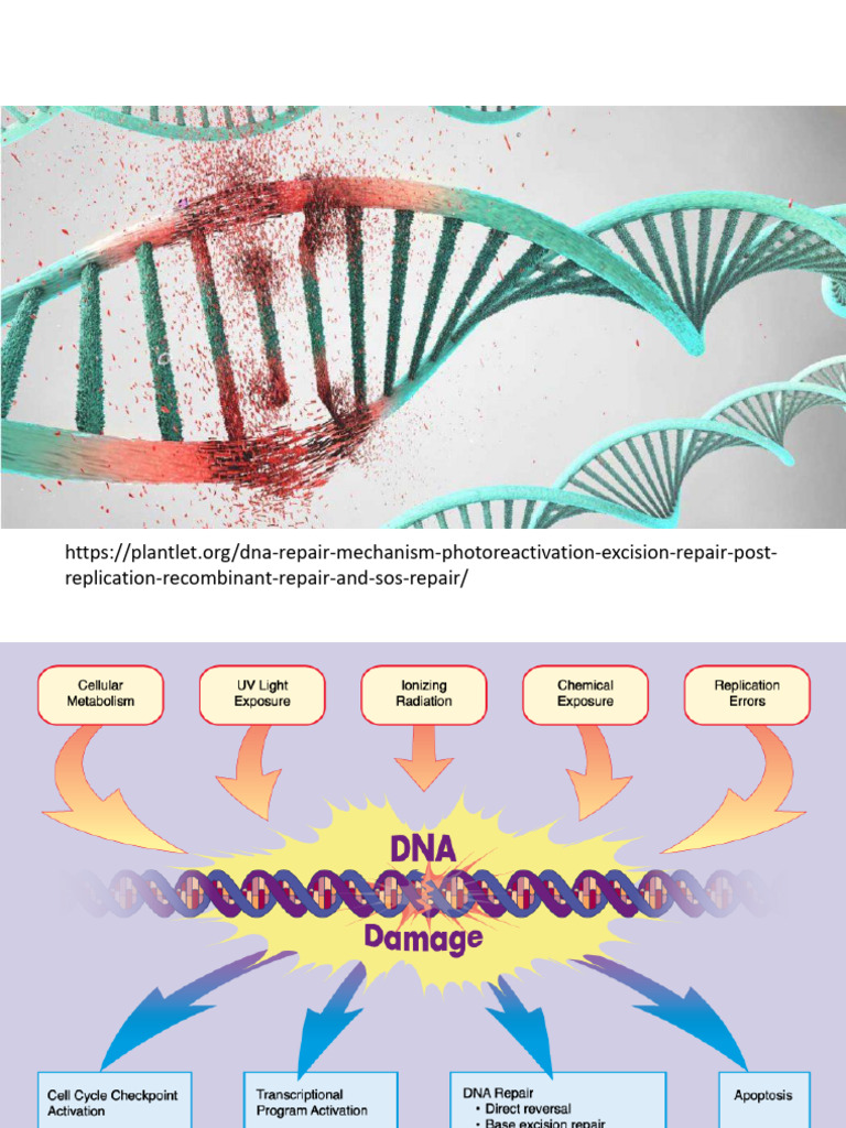 6-DNA Repair, Events and Corrective PWs-19-08-2024 | PDF | Dna Repair ...