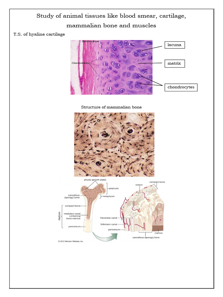 Practical 6 Study of Animal Tissues - 1309776404 | PDF | Muscle | Blood ...
