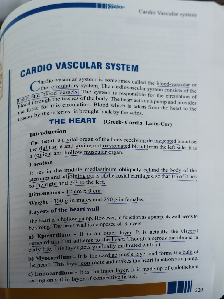 Cvs Anatomy | PDF