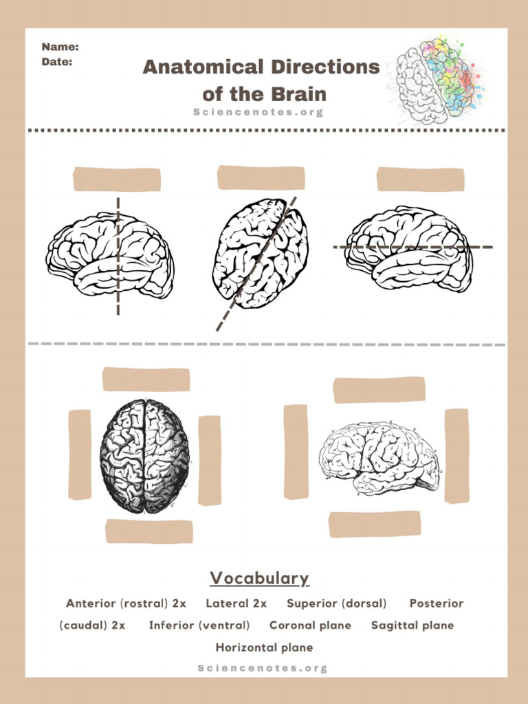 Anatomical Directions of The Brain | PDF
