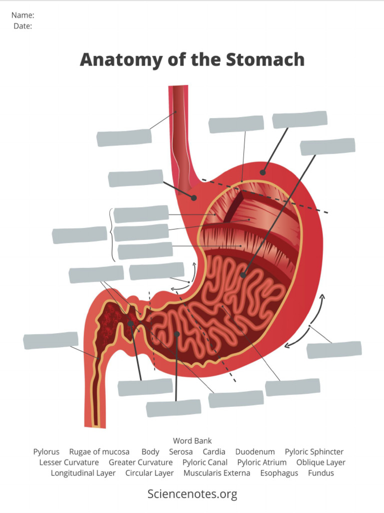 Anatomy of The Stomach | PDF