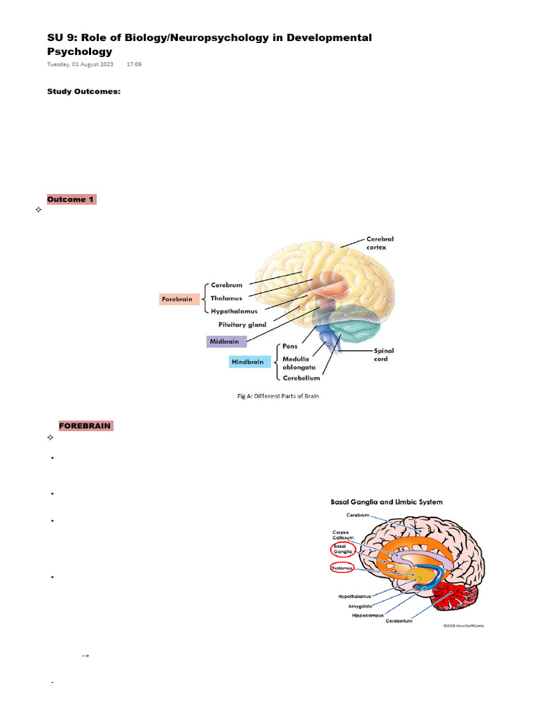Neuroanatomy and Brain Function Overview | PDF | Cerebral Cortex | Brain