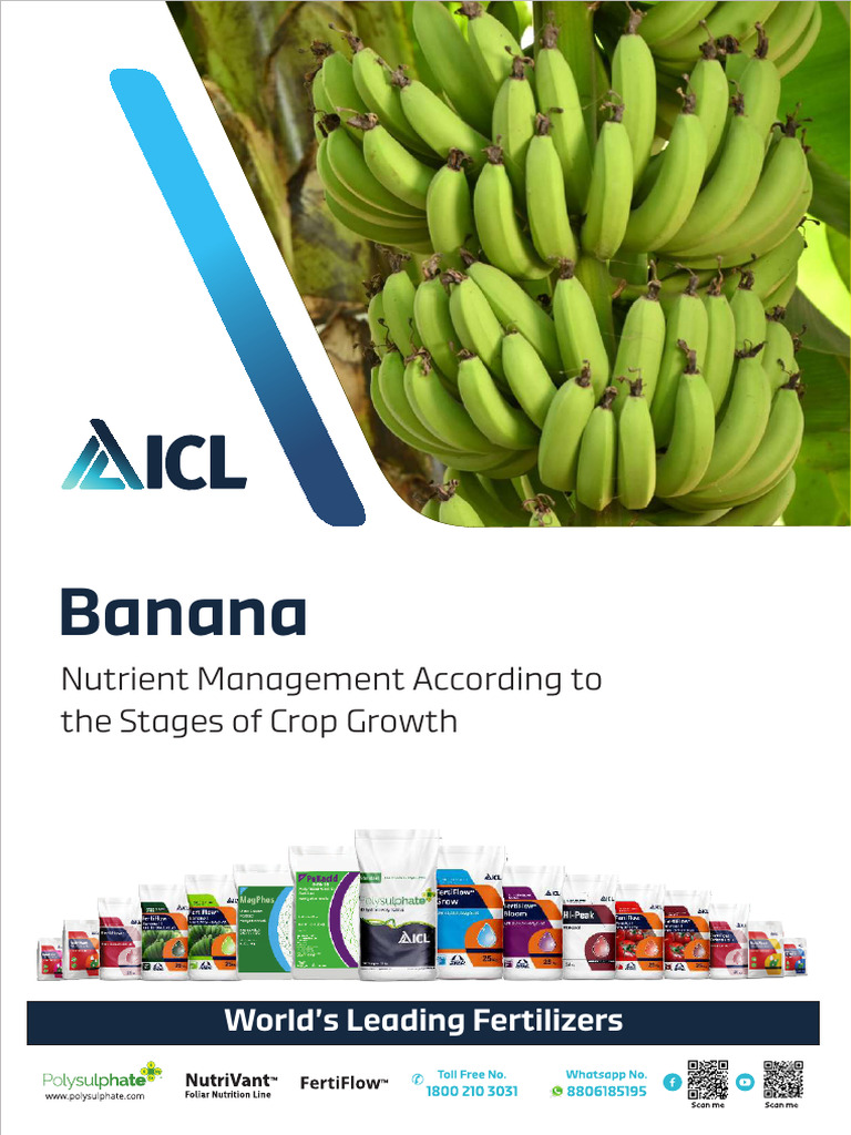 Banana | PDF | Botany | Natural Materials