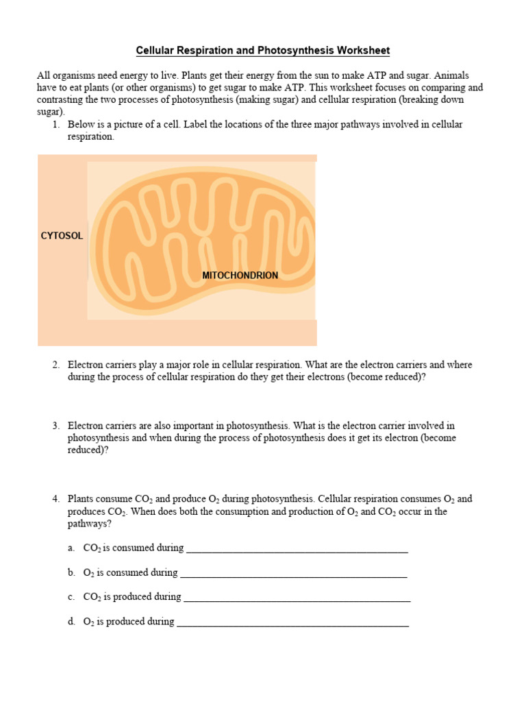Photosynthesis and Respiration Worksheet | PDF | Cellular Respiration ...
