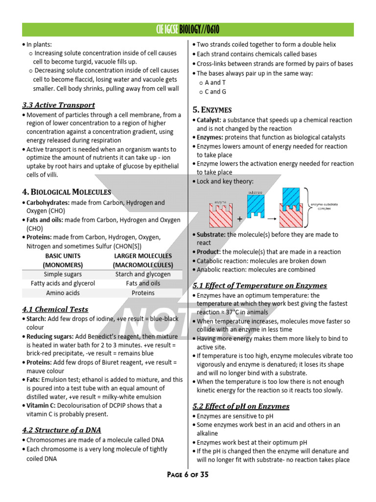 Cie Igcse Biology 0610 Theory v2 Znotes | PDF | Stoma | Enzyme