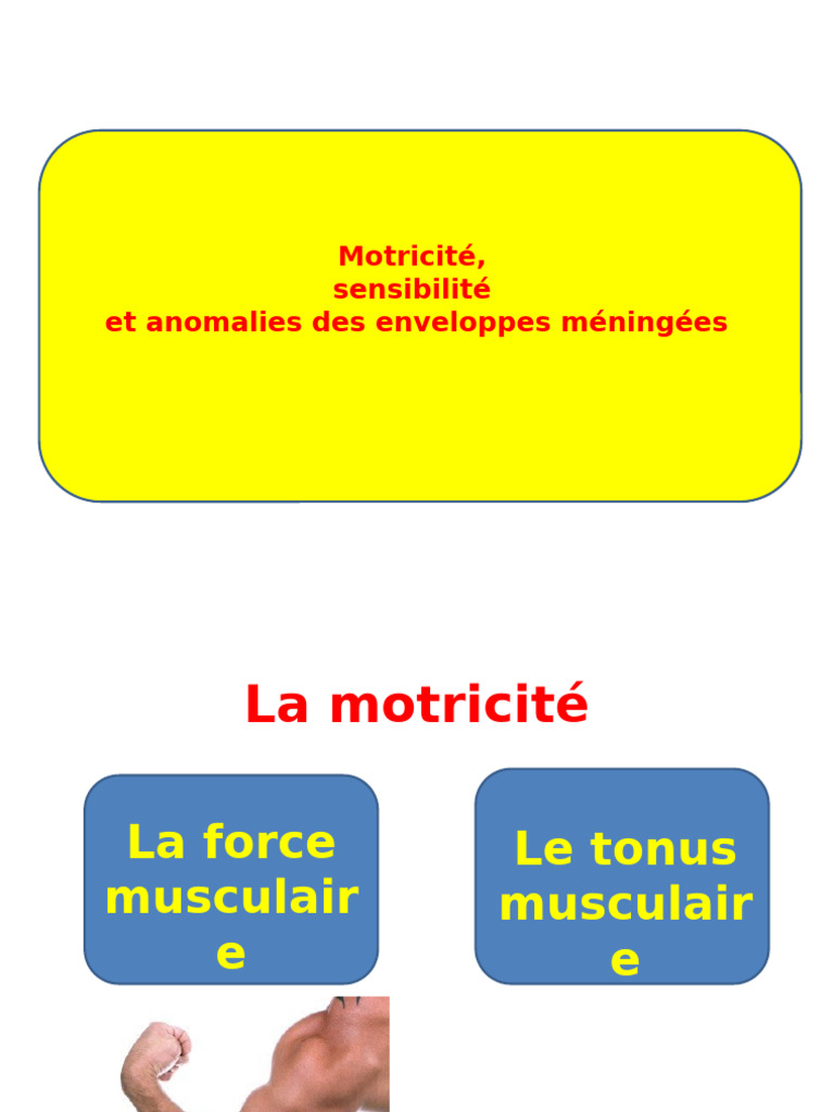 Diapo Dr Bacha (EPH Kouba) (Motricité _ Sensibilité _ Anomalies des ...