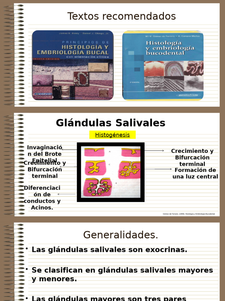 Glándulas Salivales: Estructura y Función | PDF | Anatomía | Glándulas
