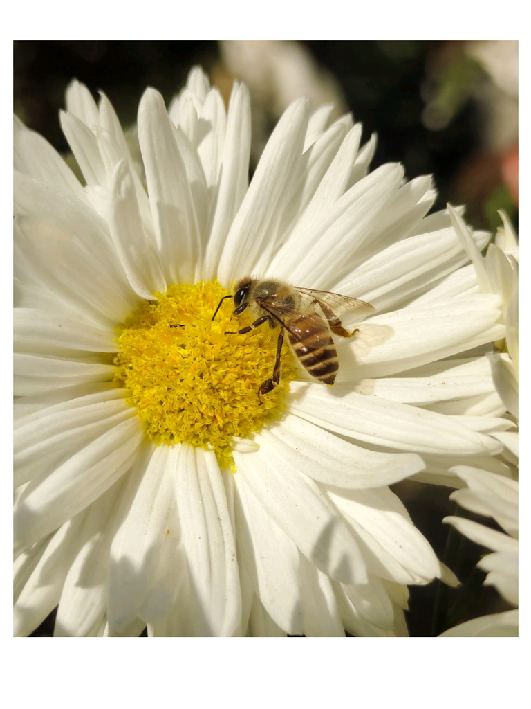 PDFGallery_20241022_083200 Honey bee | PDF