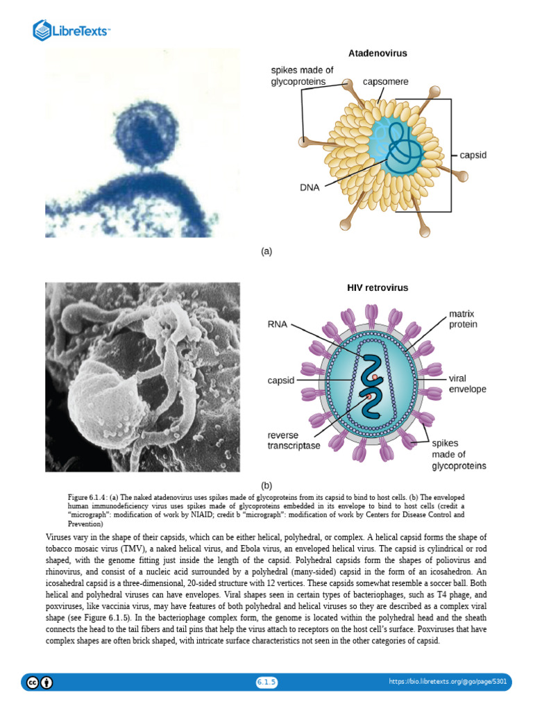 Helical and Polyhedral Virus Structures | PDF