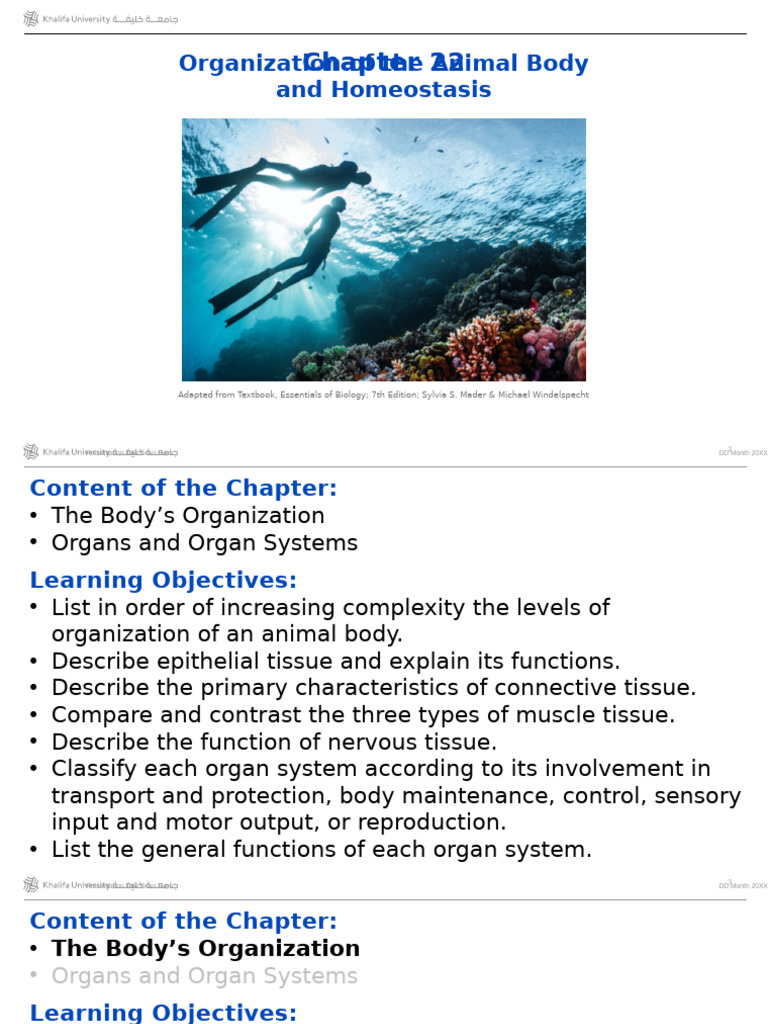 Ch22-Body Organization | PDF | Human Body | Epithelium