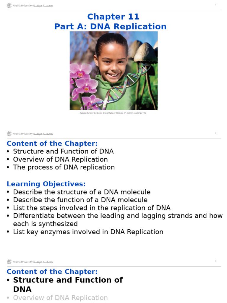 Ch11-A - DNA Replication 2 | PDF | Dna Replication | Dna