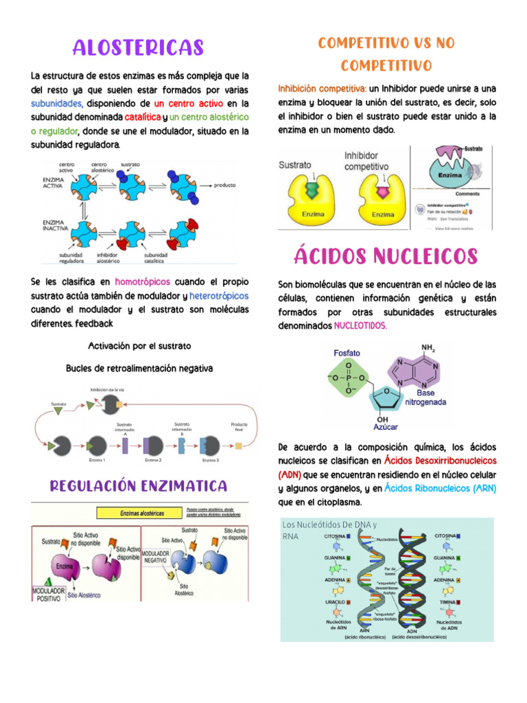 ENZIMAS ALOSTERICAS ACIDOS N ADN VITAMINAS | PDF