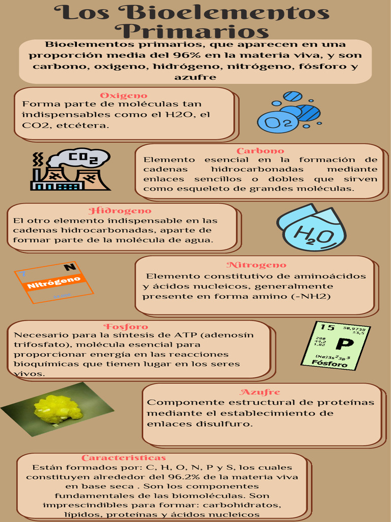 Infografias Biolementos Primarios y Secundarios. | PDF | Biomoléculas ...