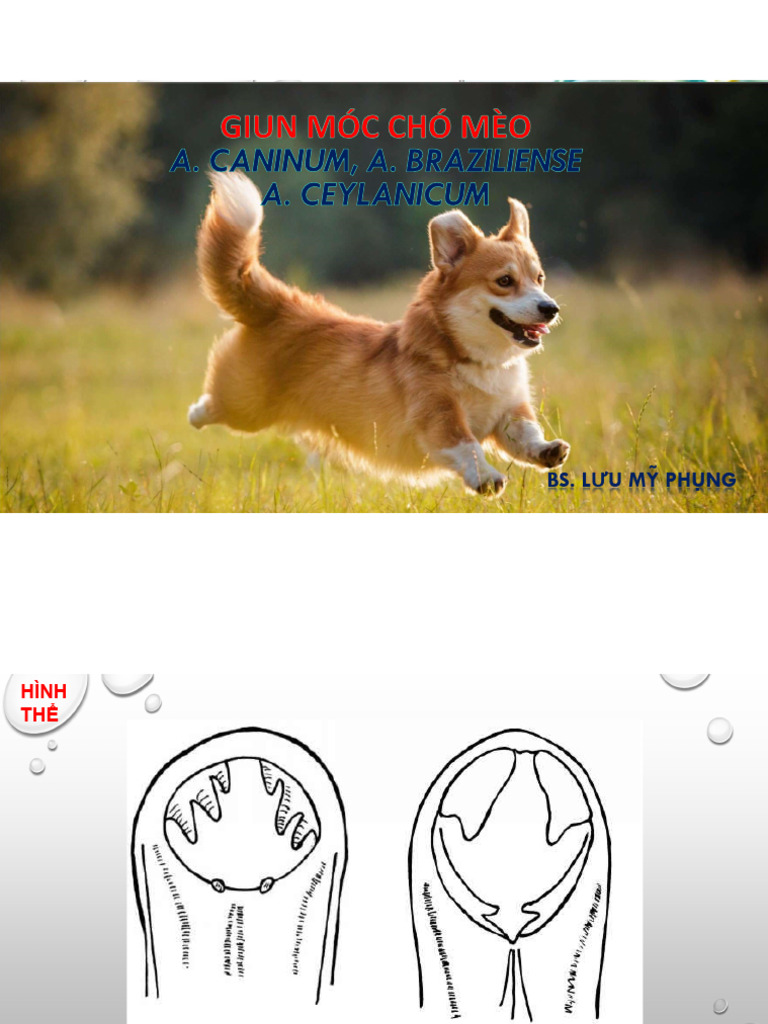 Giun Moc Cho Meo | PDF