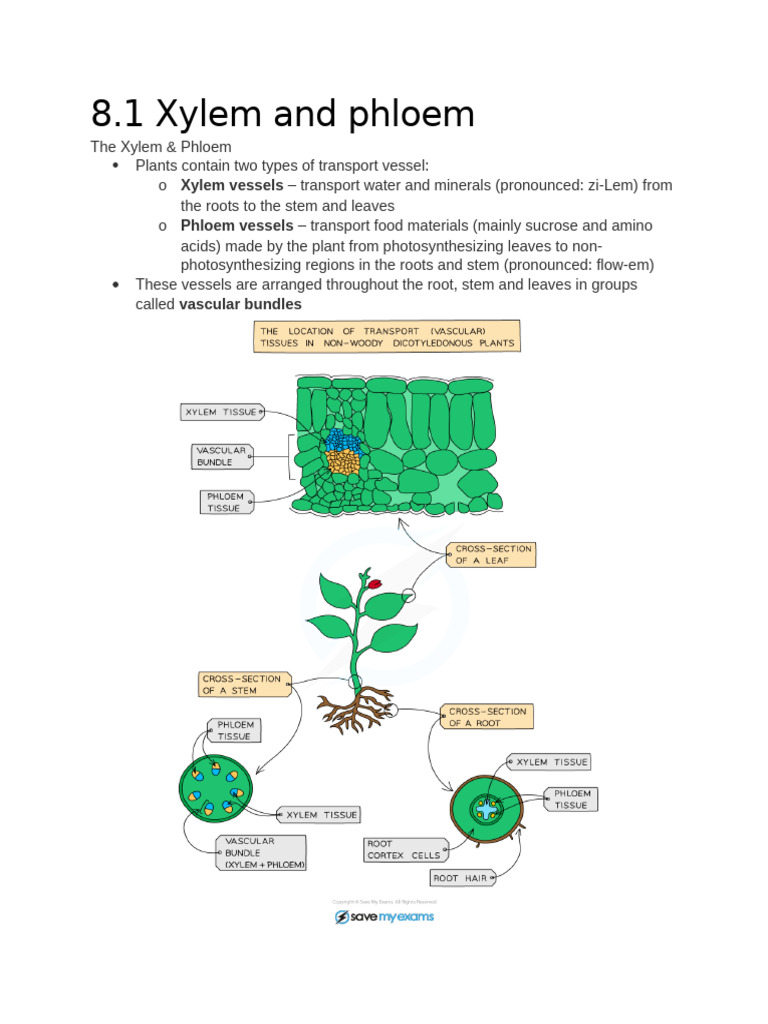 Xylem and Phloem: Plant Transport Overview | PDF
