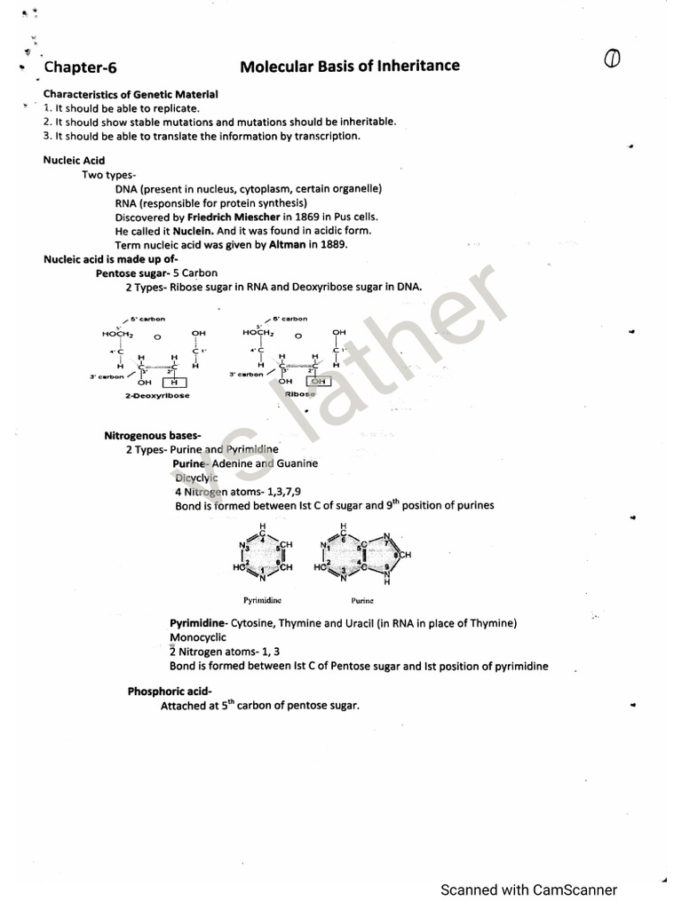 Molecular Basis of Inheritance Notes | PDF