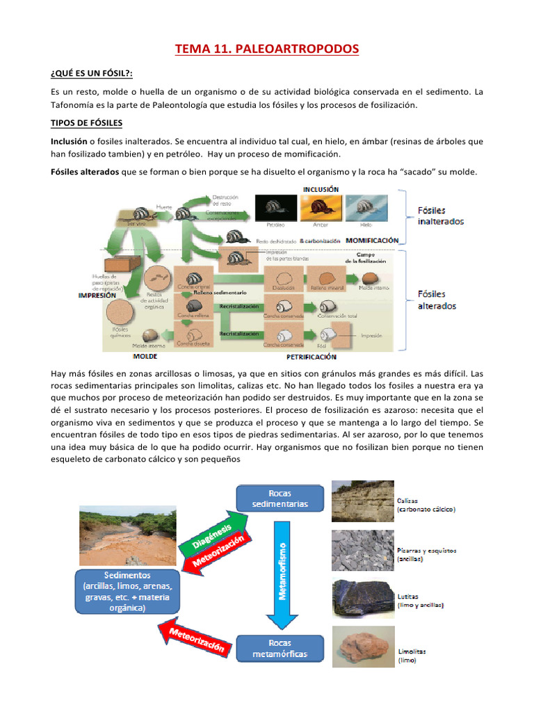 Tema 11 Fosiles | PDF | Fósil | Ciencias de la Tierra