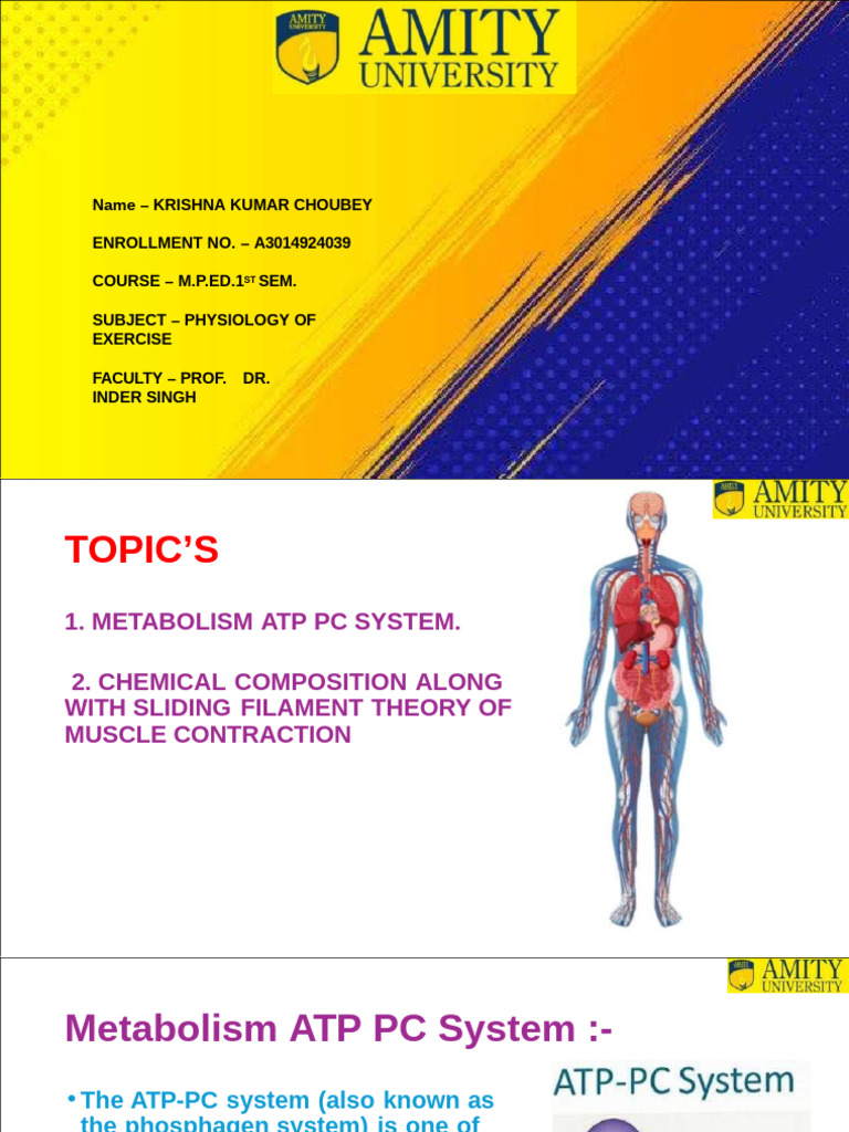 ATP-PC System & Muscle Contraction Theory | PDF | Muscle Contraction ...