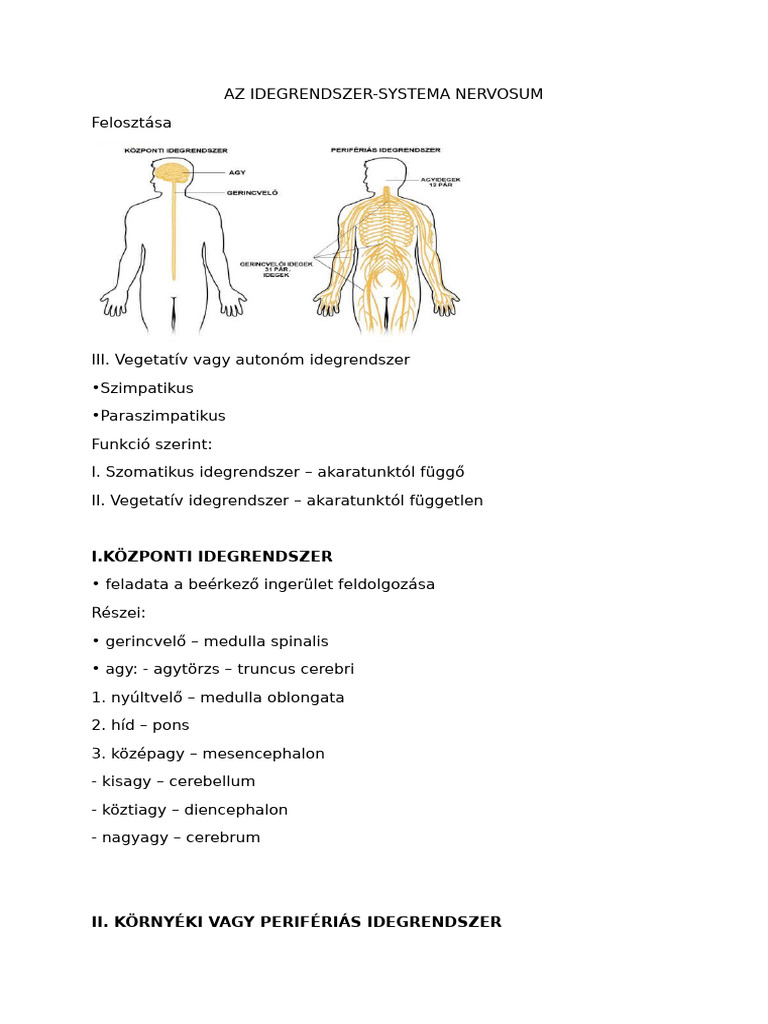 Az Idegrendszer | PDF