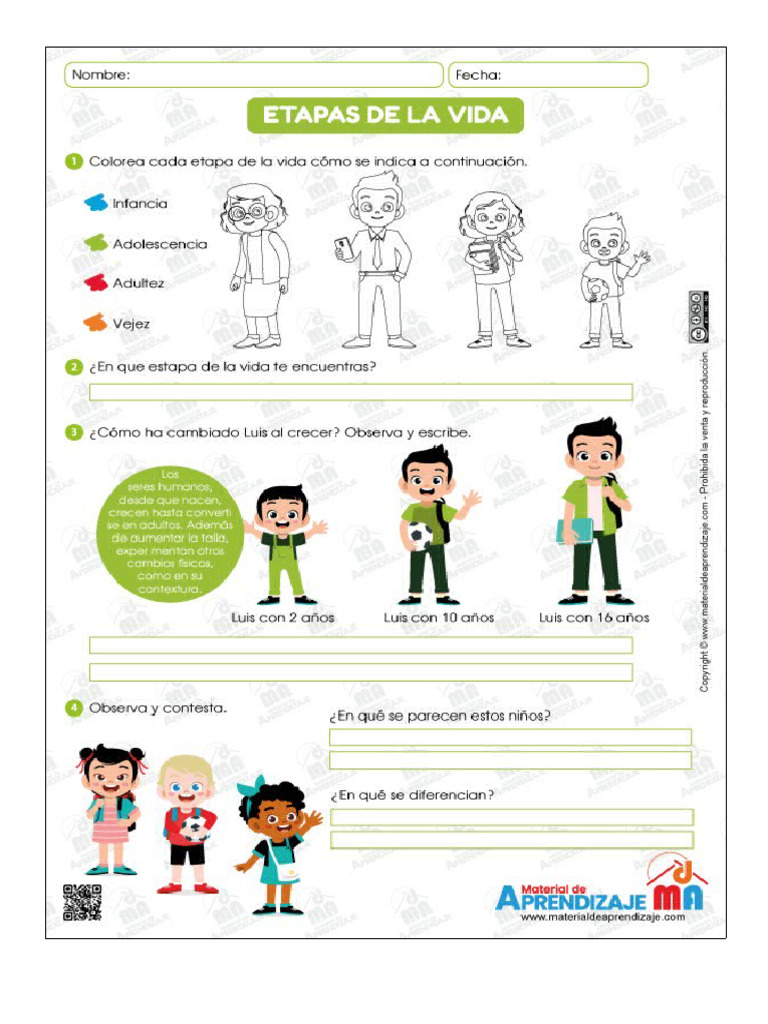 Etapas de La Vida | PDF