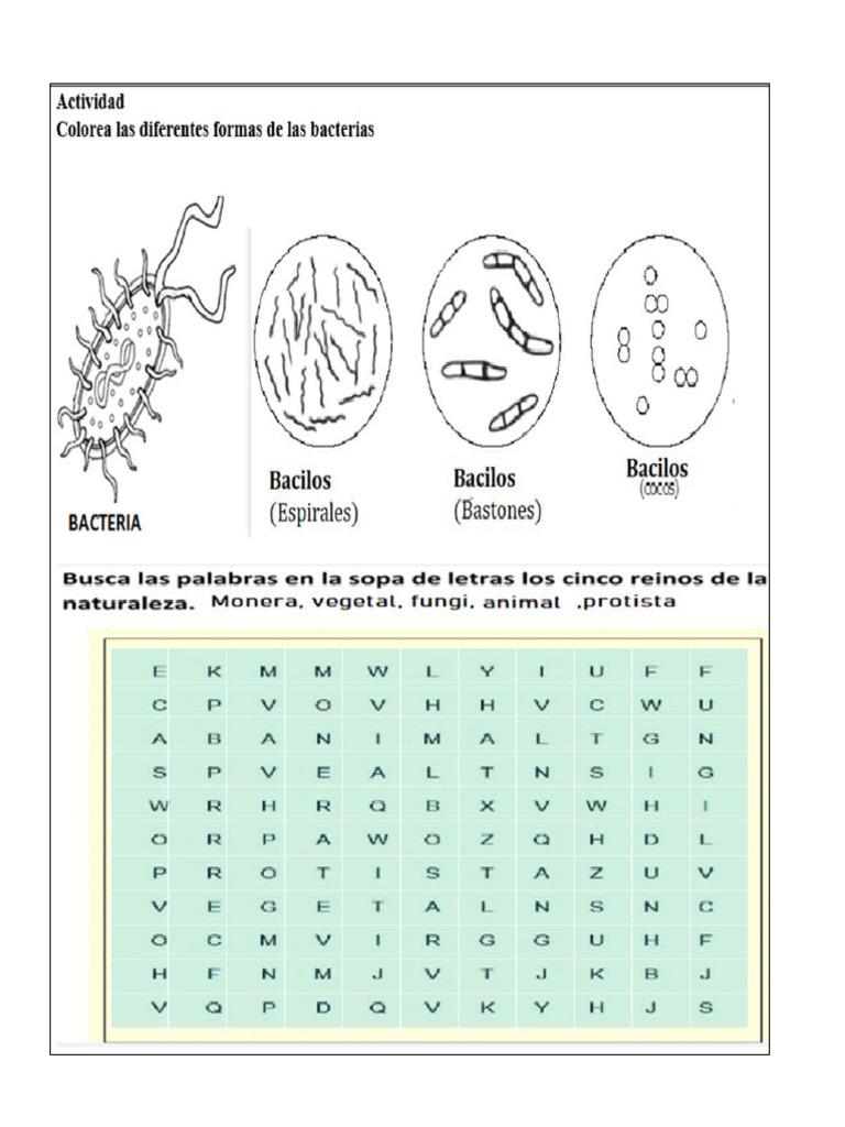 Forma de Las Bacterias | PDF