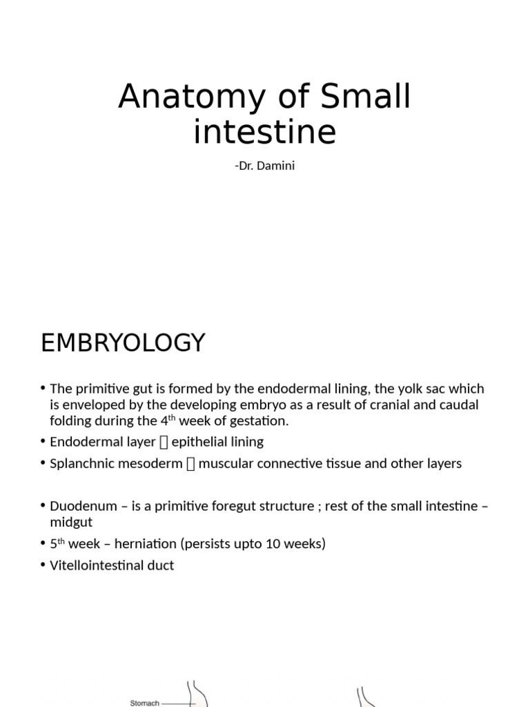 Small Intestine Anatomy and Function | PDF | Small Intestine | Digestion