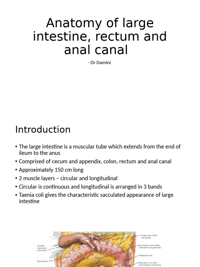 Anatomy of Large Intestine | PDF | Large Intestine | Pelvis
