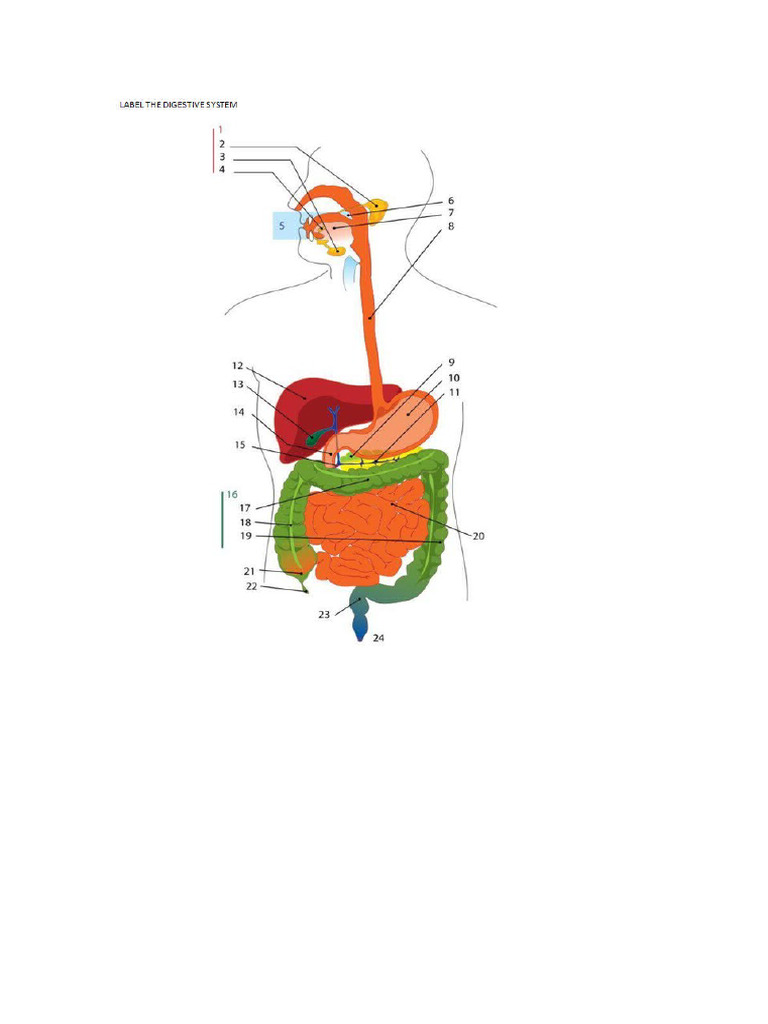 Digestive System For Labeling | PDF