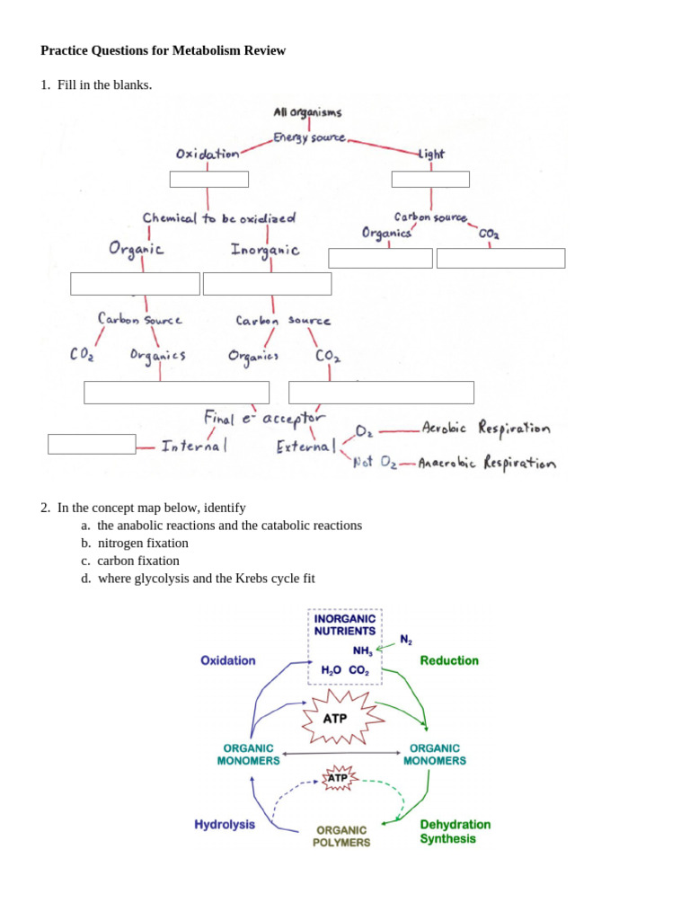 Practice Questions for Metabolism Review | PDF