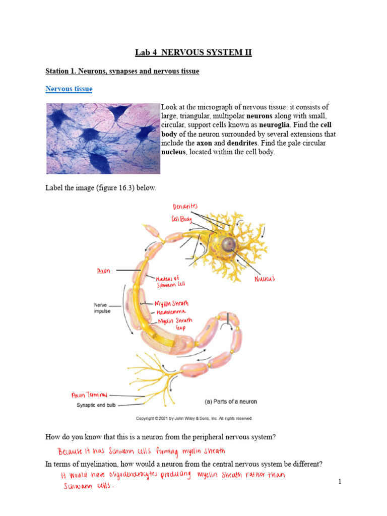 Lab 4 - Nervous System II | PDF | Motor Neuron | Axon