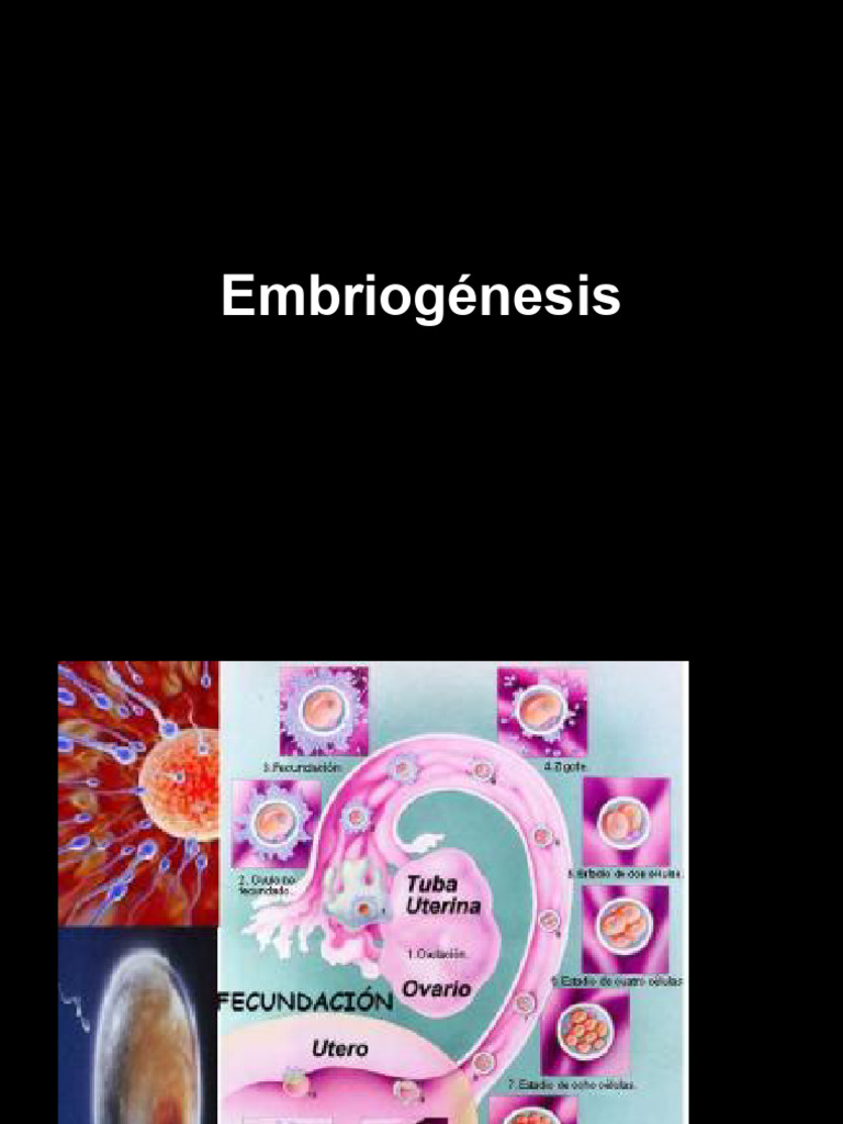 Embriogénesis | PDF | Morfología (biología) | Reproducción