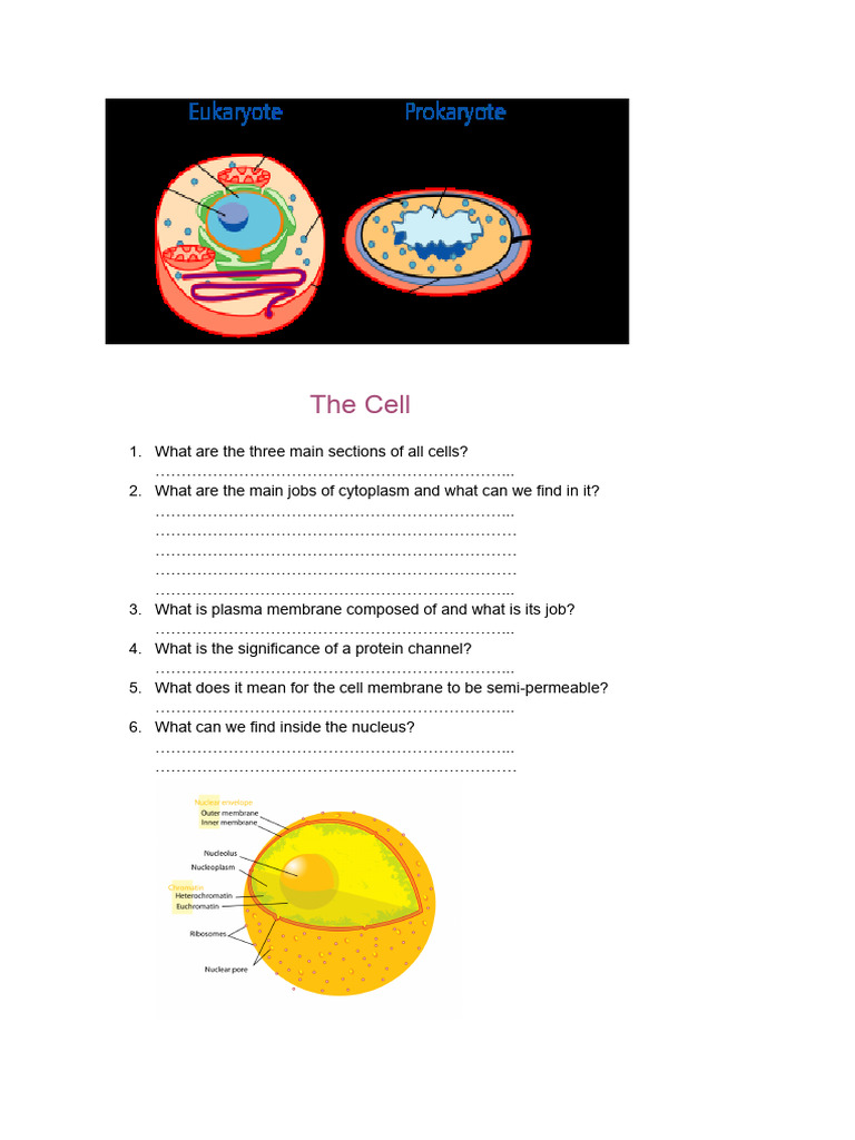 (Template) Overview of The Cell | PDF