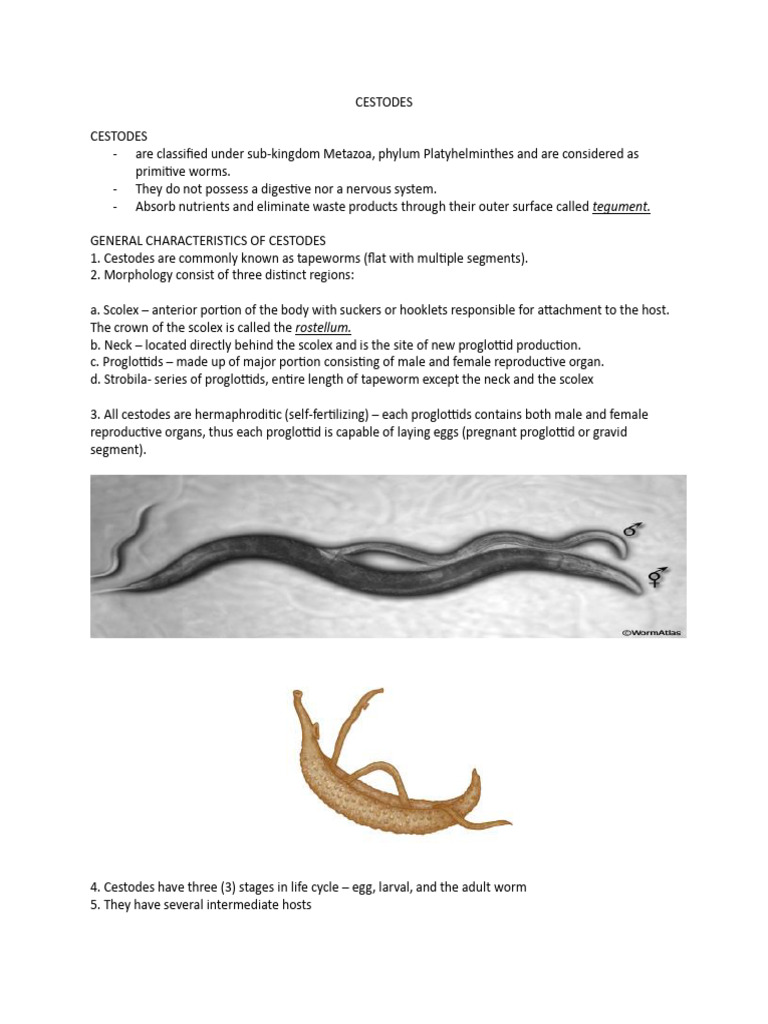 Overview of Cestodes and Trematodes | PDF | Medical Specialties ...