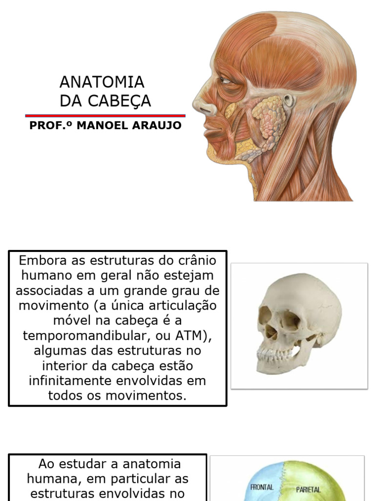 Anatomia da Cabeça e Estruturas Relacionadas | PDF | Orelha | Crânio