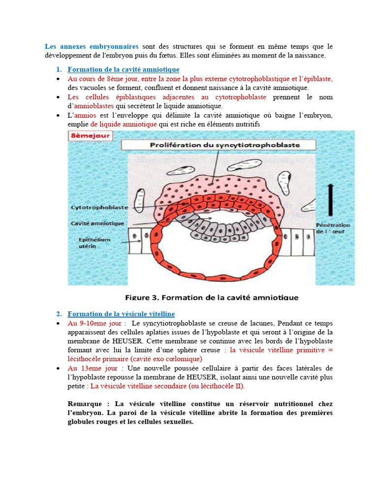 Annexes embryonnaires et placenta humain | PDF | Anatomie | Spécialités ...