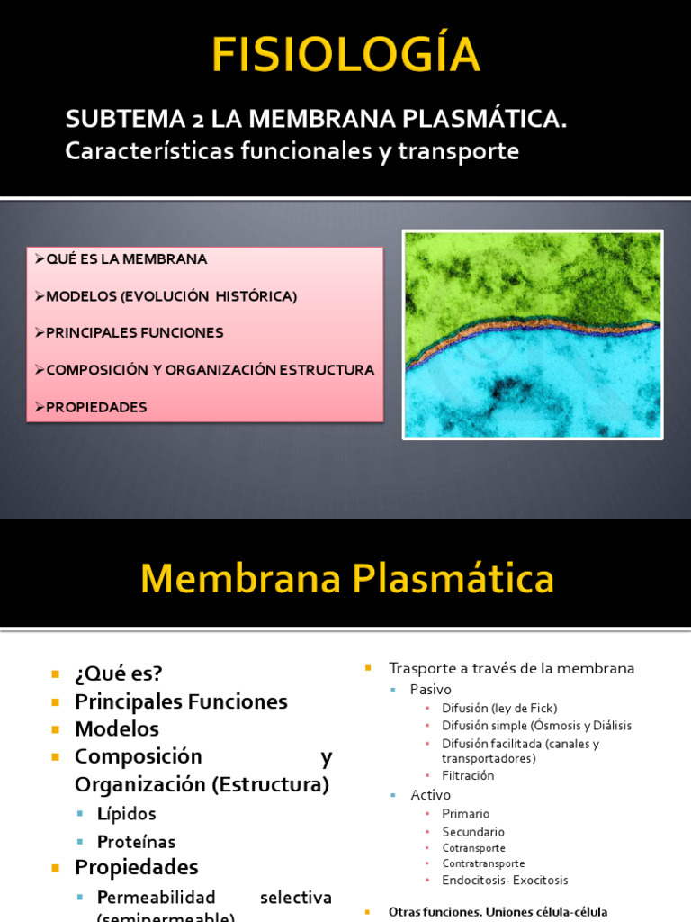 Funciones y Estructura de la Membrana Plasmática | PDF | Membrana ...