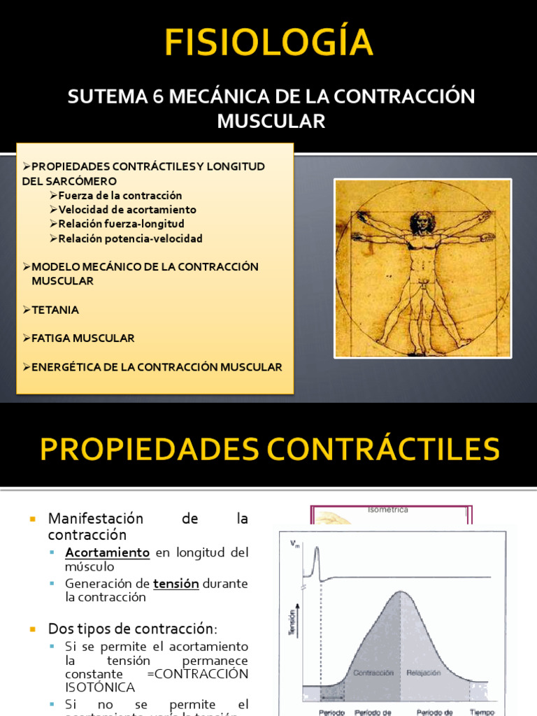 Mecanismos de Contracción Muscular | PDF | Músculo | Contracción muscular