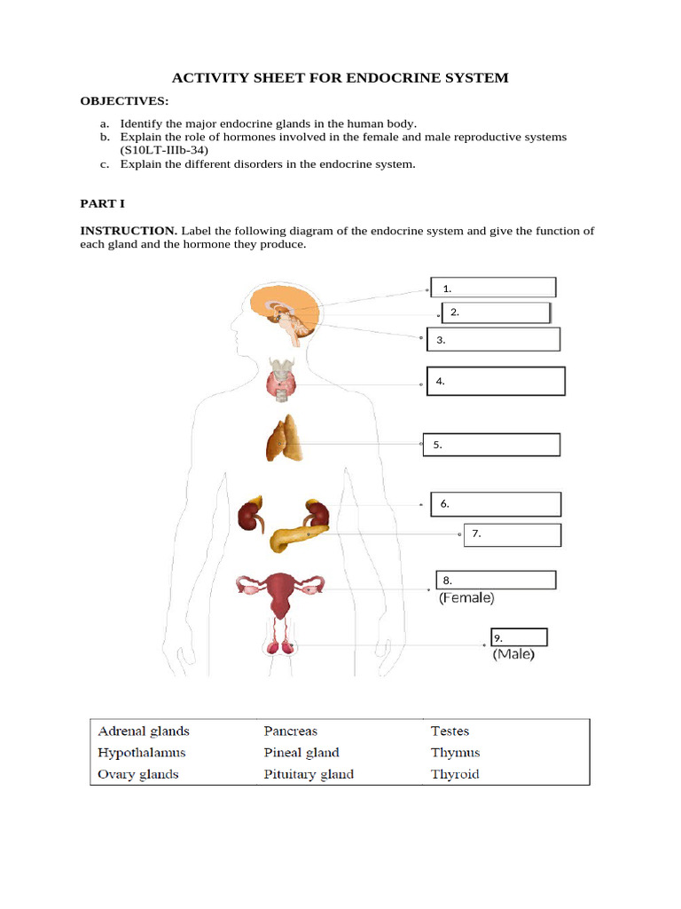 Activity 1 Endocrine System | PDF
