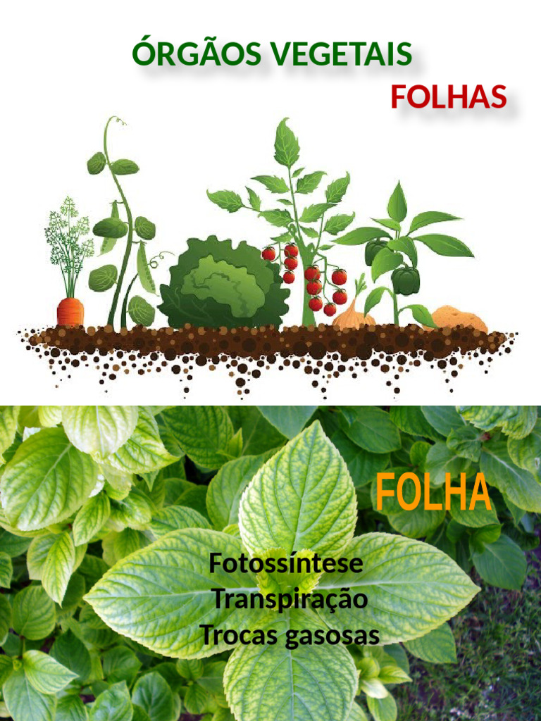 Anatomia e Funções das Folhas Vegetais | PDF